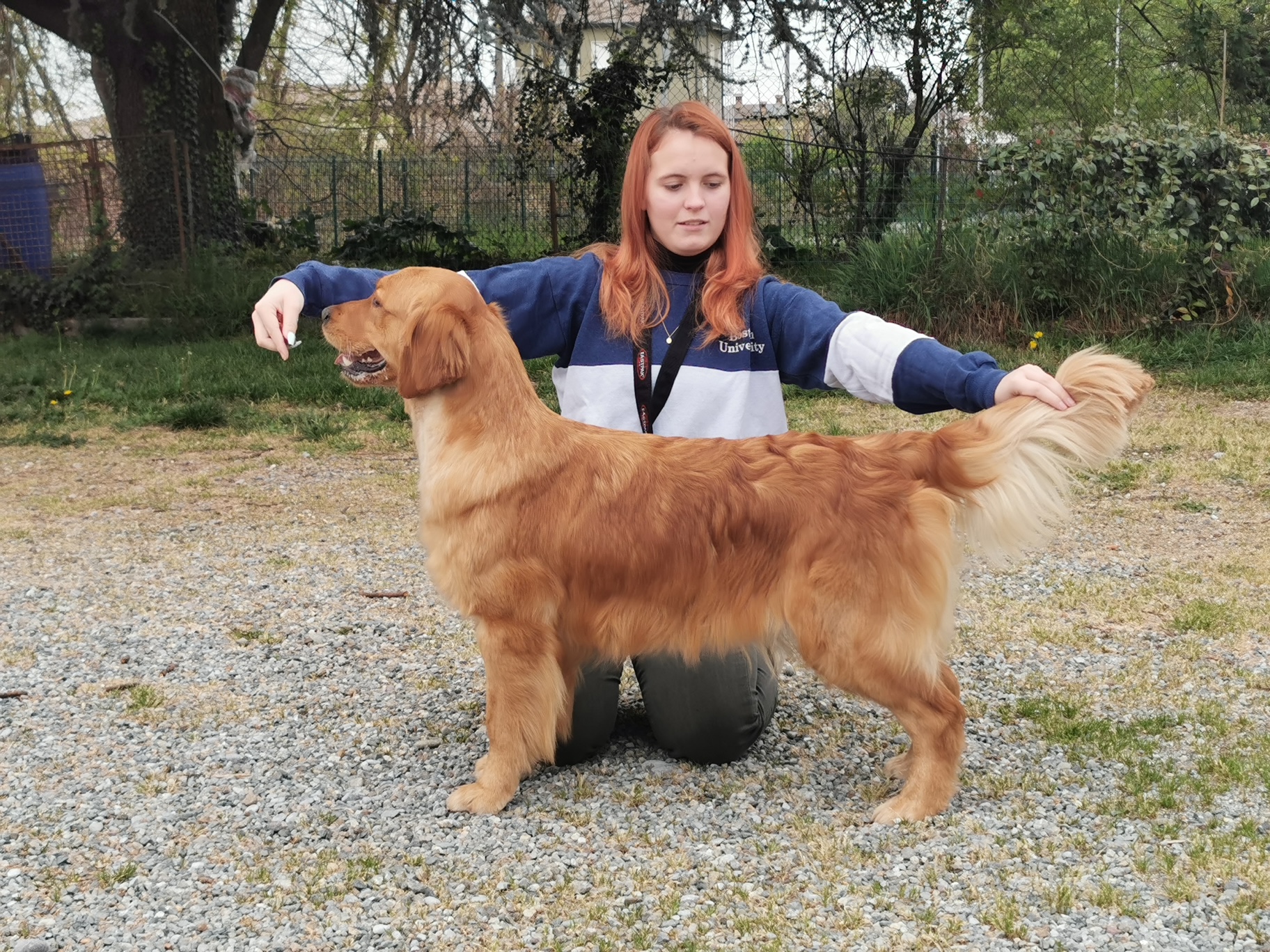 Double Willow - European female dogs