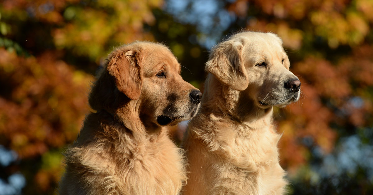 Double Willow - European Breed